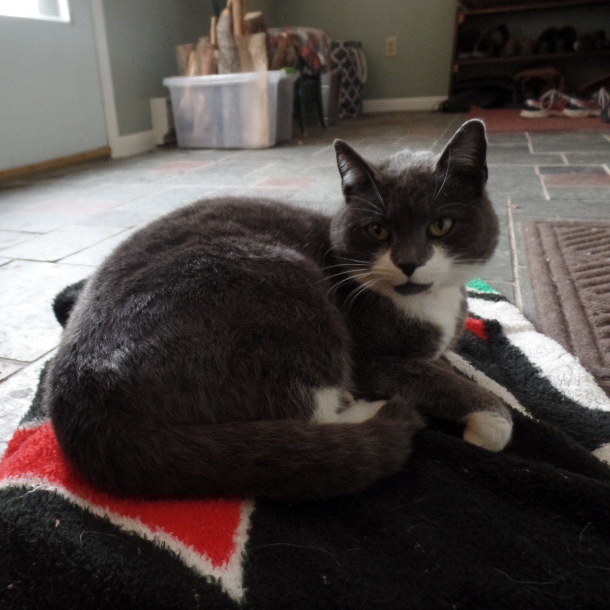 How Cat Urine Can Hijack Your Day! | Tripping Over Typeset